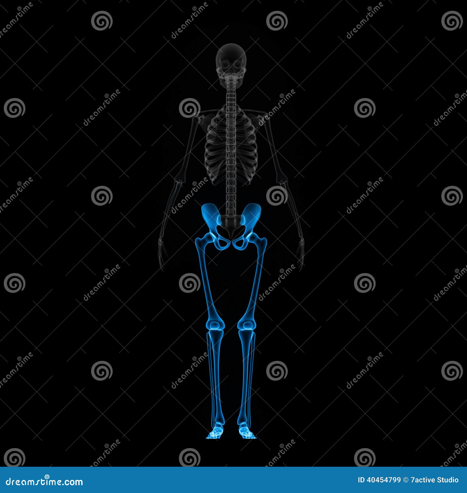 Human Legs In Jeans And Shoes In Various Poses Set, Male Or Female Body ...