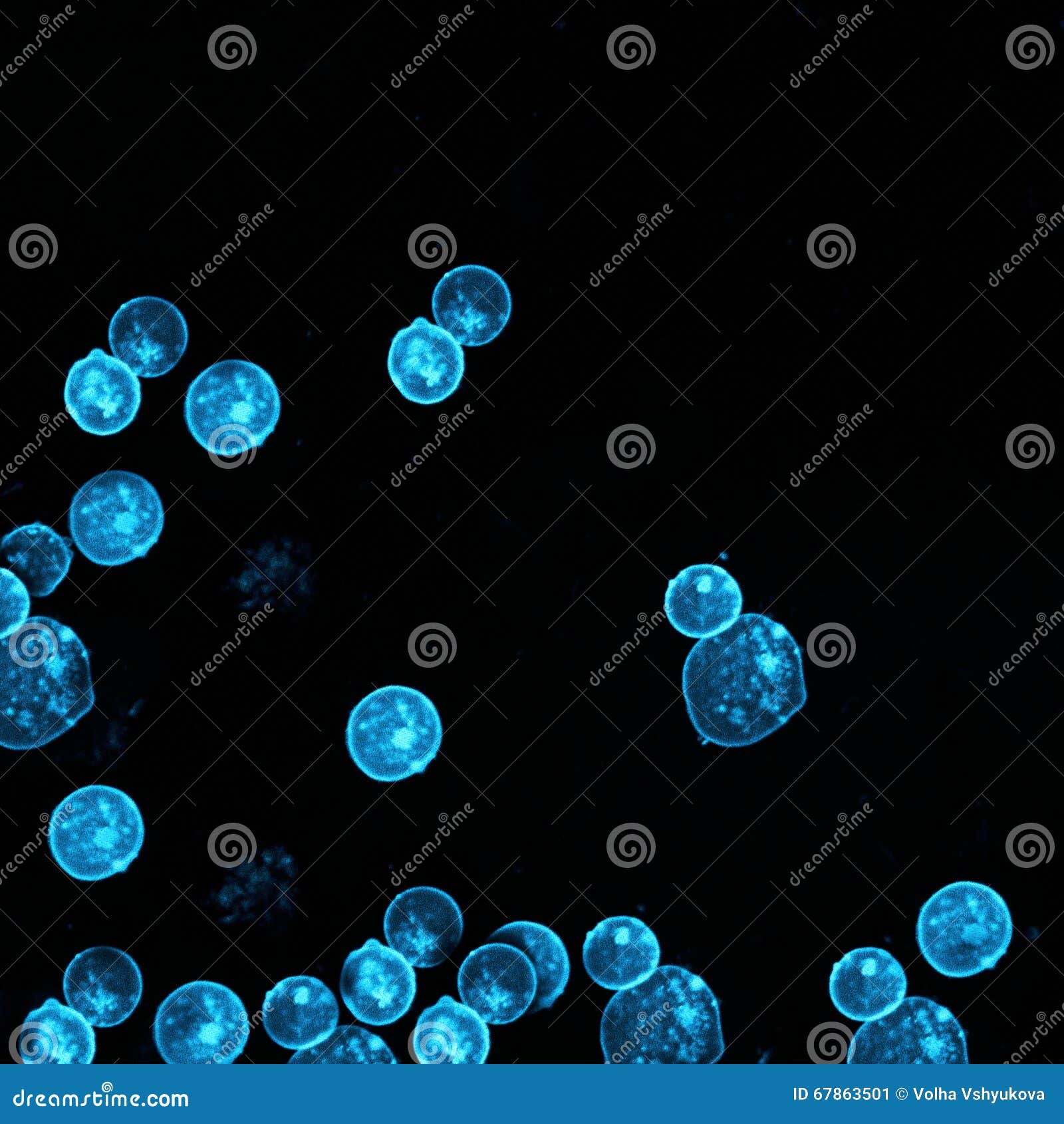 Real Fluorescence Microscopic View Of Human Skin Cells Stock Image ...