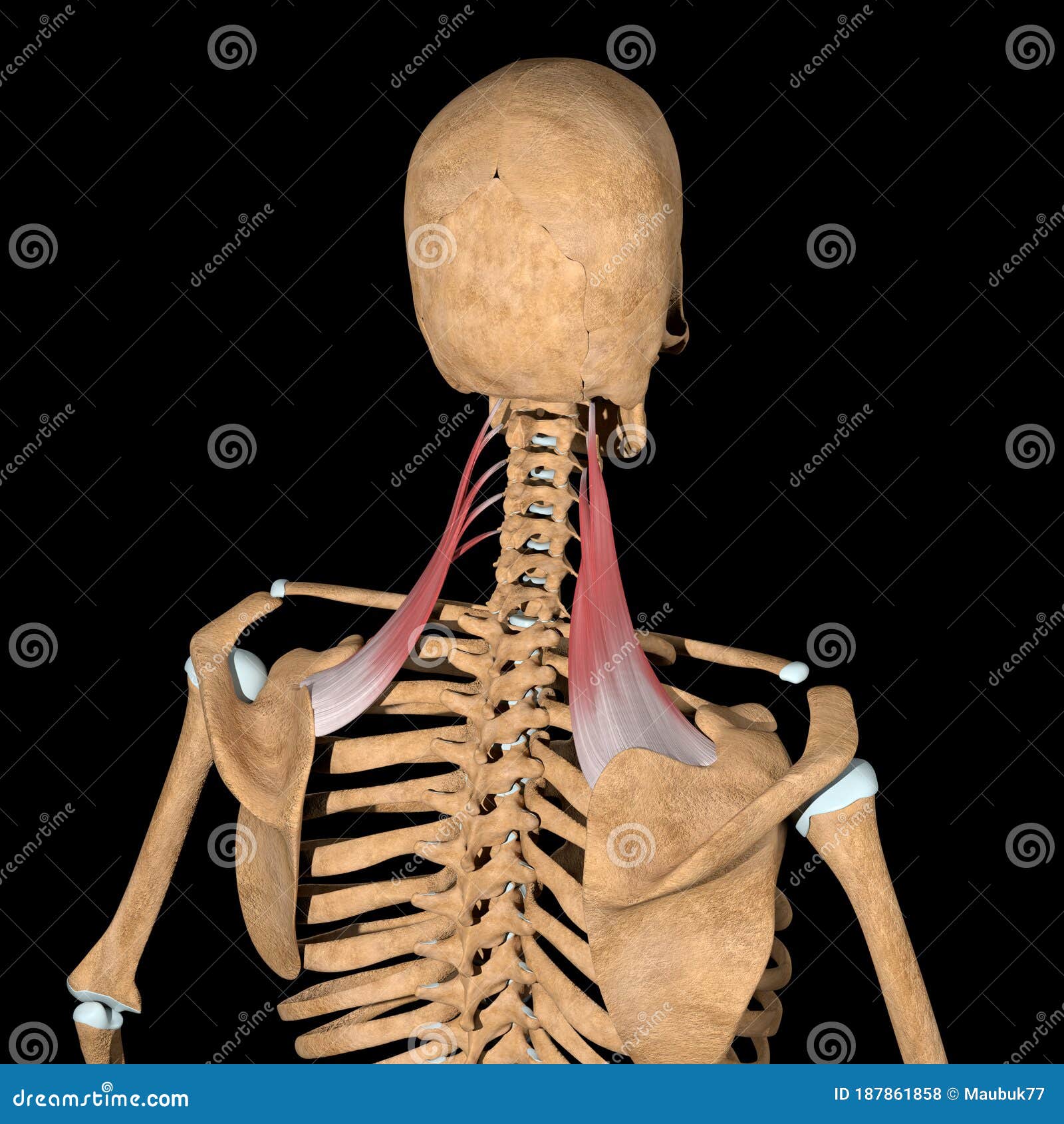 Human Levator Scapulae Muscles on Skeleton Stock Illustration ...