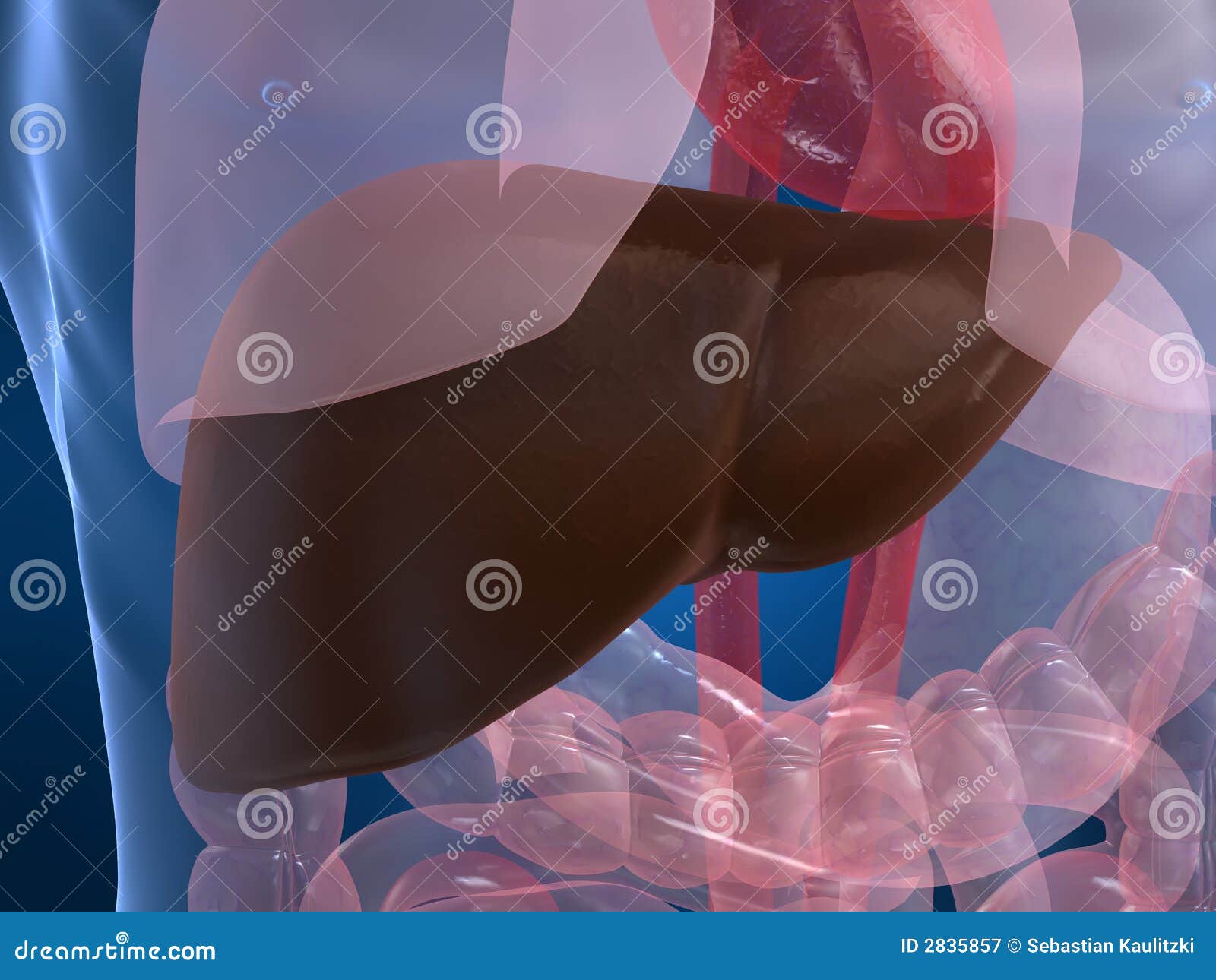 Human liver stock illustration. Illustration of graphic - 2835857