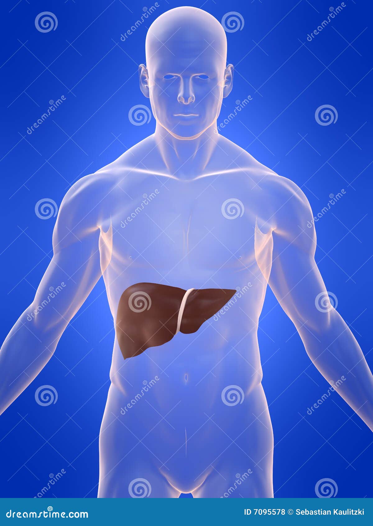 Human liver stock illustration. Illustration of blue, gastric - 7095578