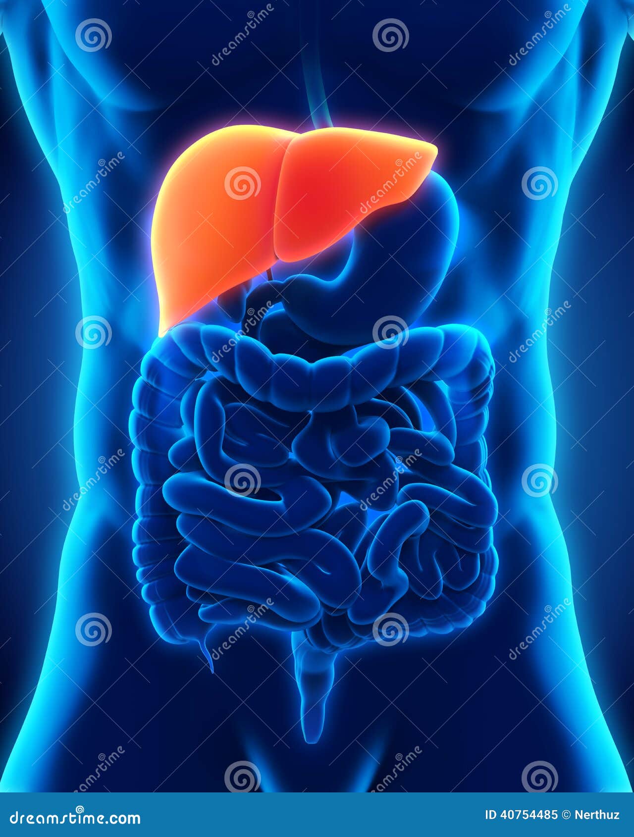 Liver Anatomy Structure On White Background In Cartoon Style. Healthy ...