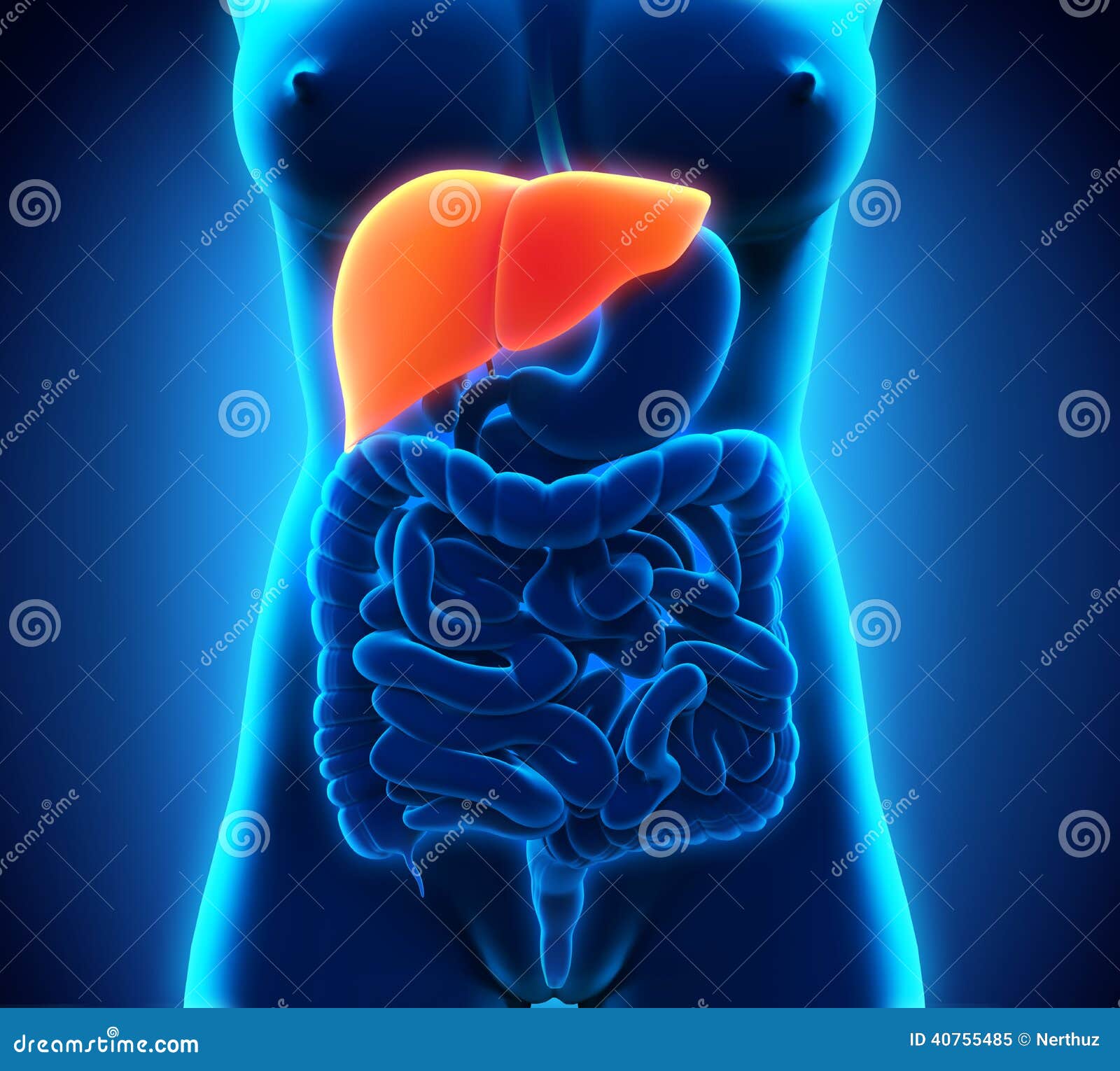Liver Anatomy Set. Hepatic System Organ Lobule And Hepatocyte Vector ...