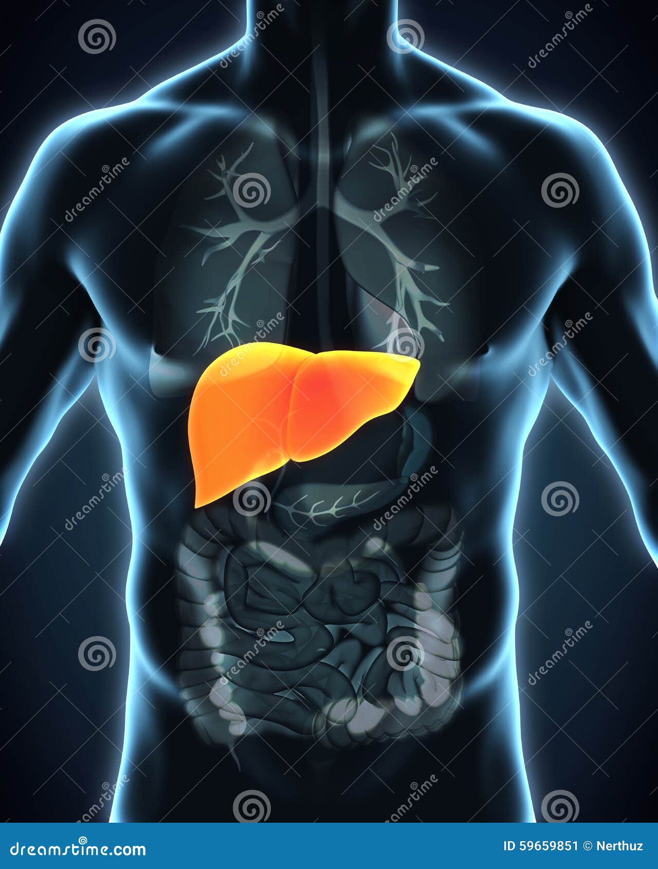Liver Anatomy Set. Hepatic System Organ Lobule And Hepatocyte Vector ...