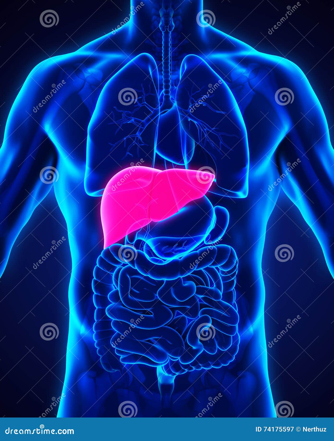 Liver Anatomy Structure.Continuous Line Drawing.Hepatic System Organ ...