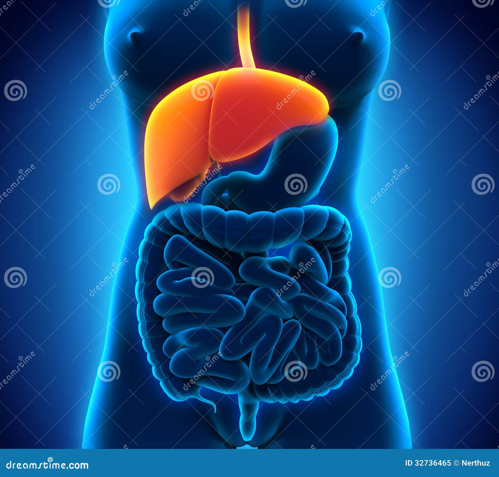Liver Anatomy Structure.Hepatic System Organ, Digestive Gallbladder ...