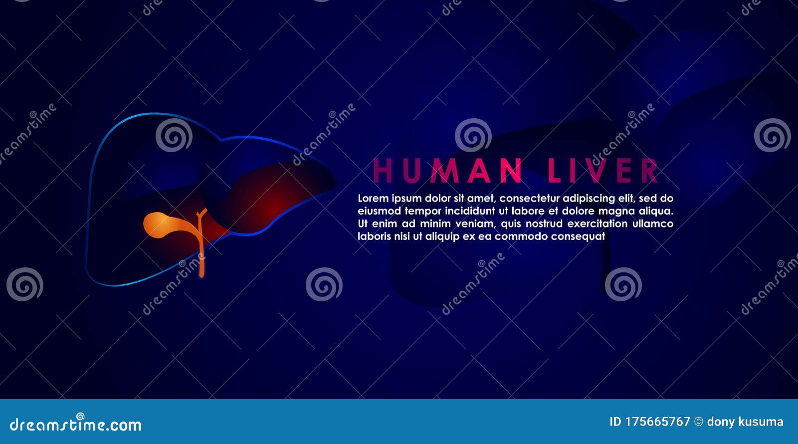 Human Liver Art Vector Illustration. Medicine Design Background Stock ...