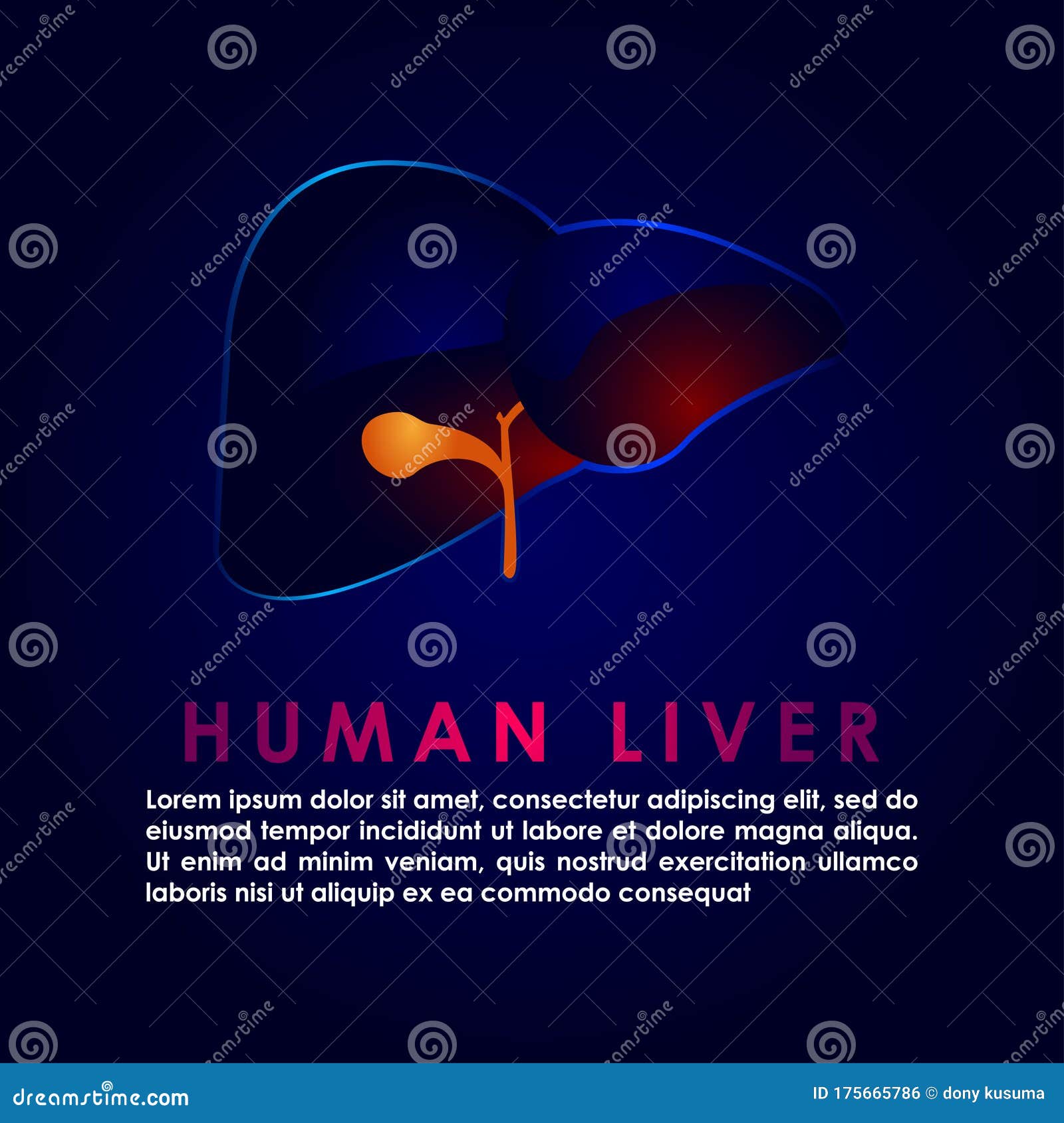Human Liver Art Vector Illustration. Medicine Design Background Stock ...