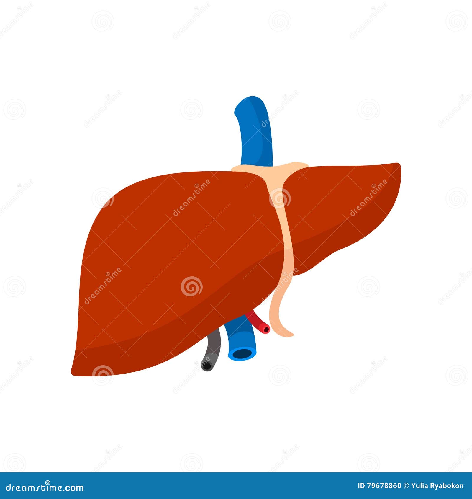 Human liver cartoon icon stock vector. Illustration of internal - 79678860