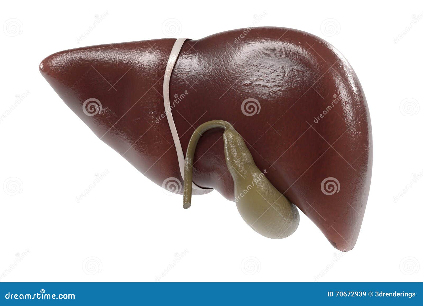 Real Healthy Human Liver