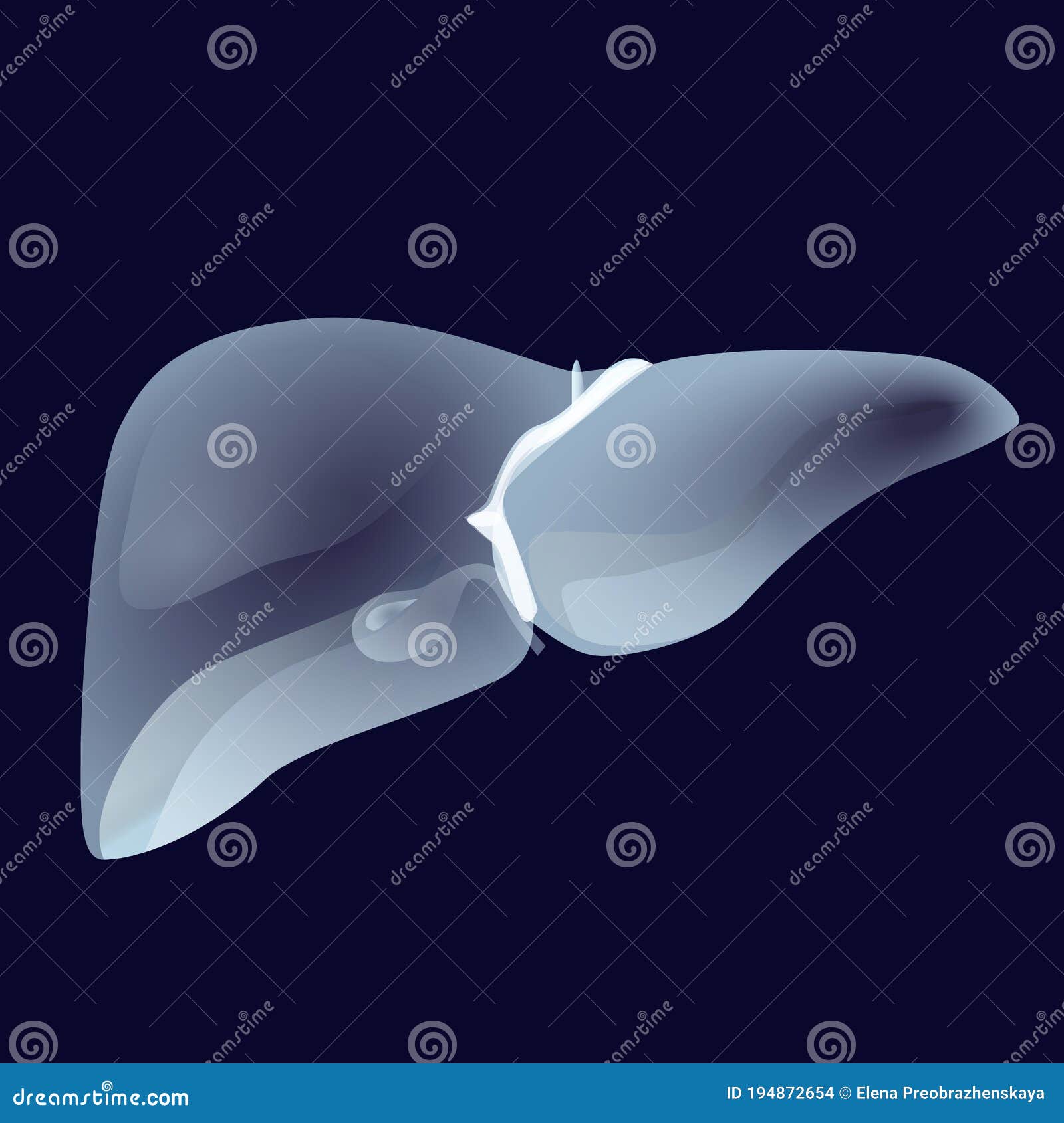 Human Liver, Digestive System. Transparent Organs On A Dark Background ...