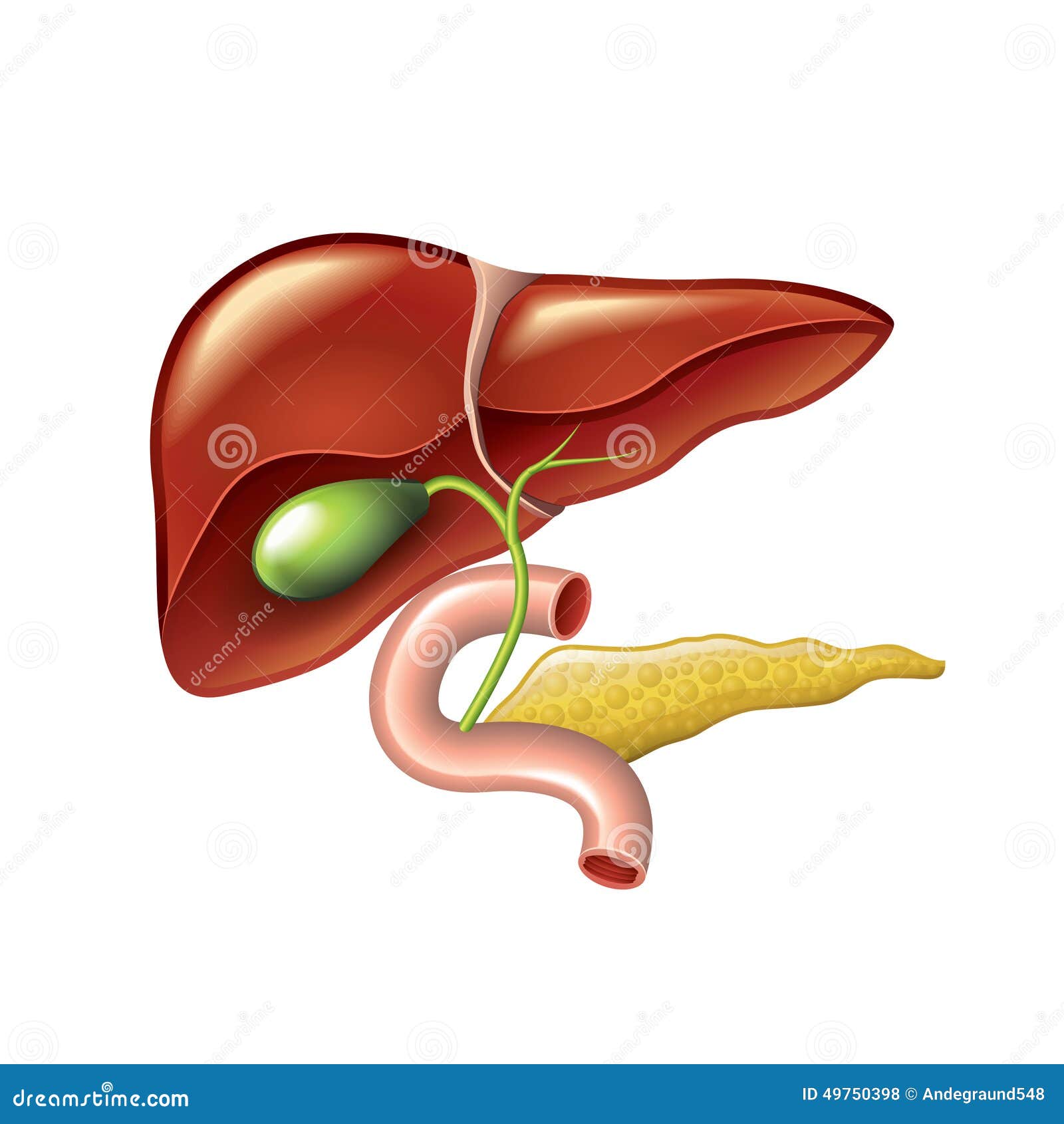 Liver Gallbladder Pancreas Stock Illustrations – 3,062 Liver ...