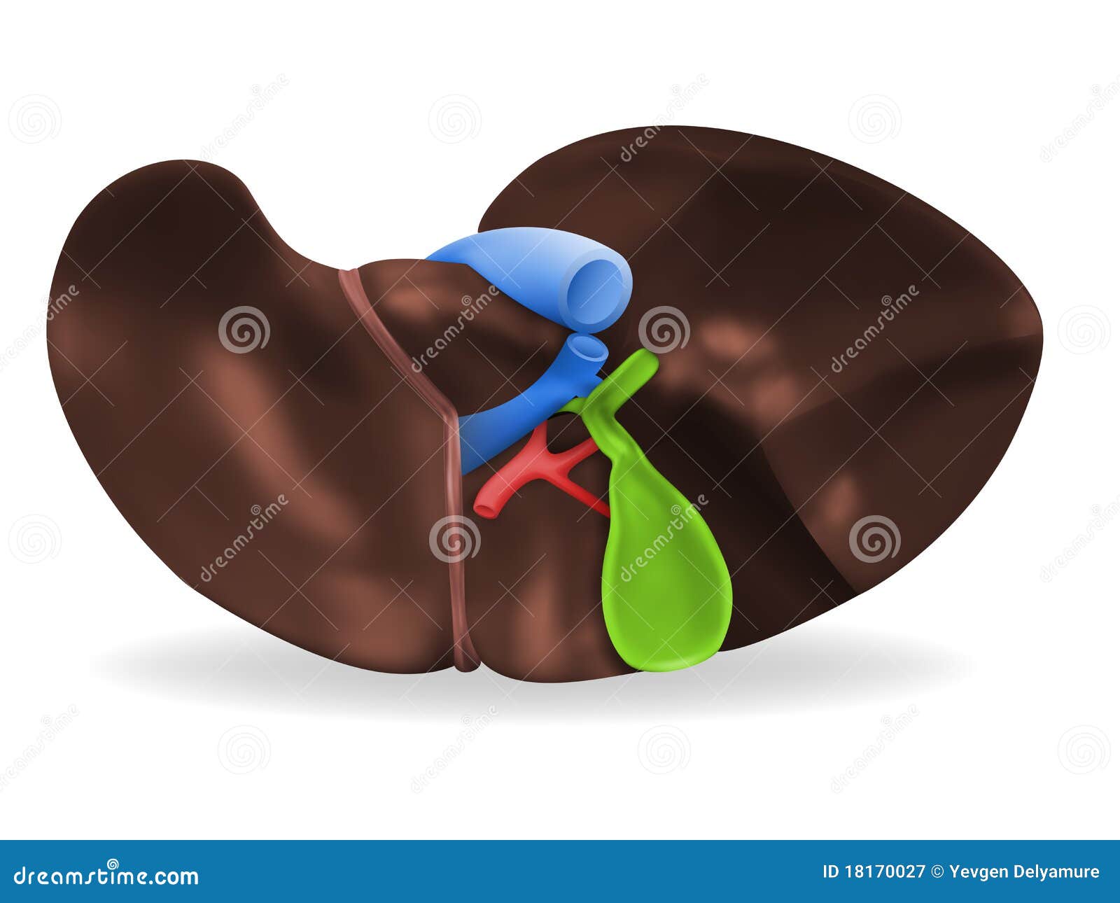 Human Liver Set. Stages Of Liver Disease. Stock Photo | CartoonDealer ...