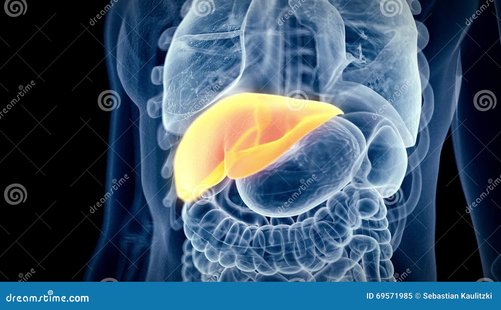 Liver Animation Stock Footage & Videos - 687 Stock Videos