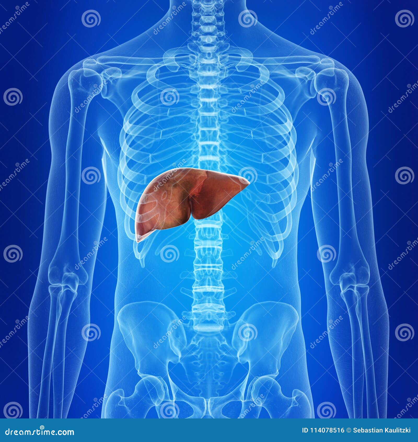 The human liver stock illustration. Illustration of frontal - 114078516