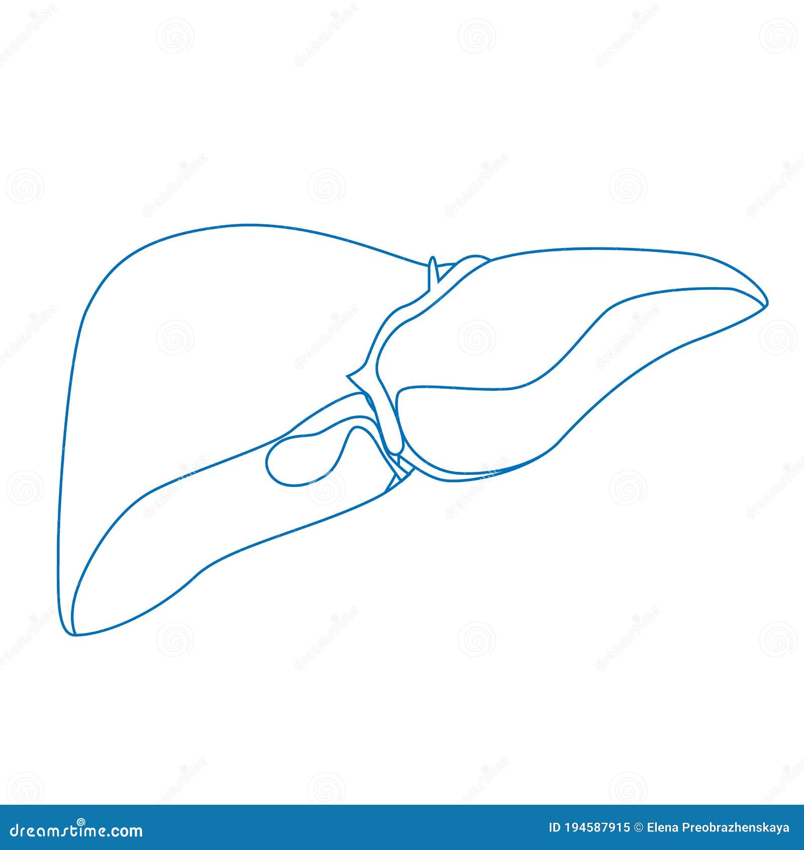 Human Liver, Outline Icon. Digestive System. Vector Illustration Stock ...