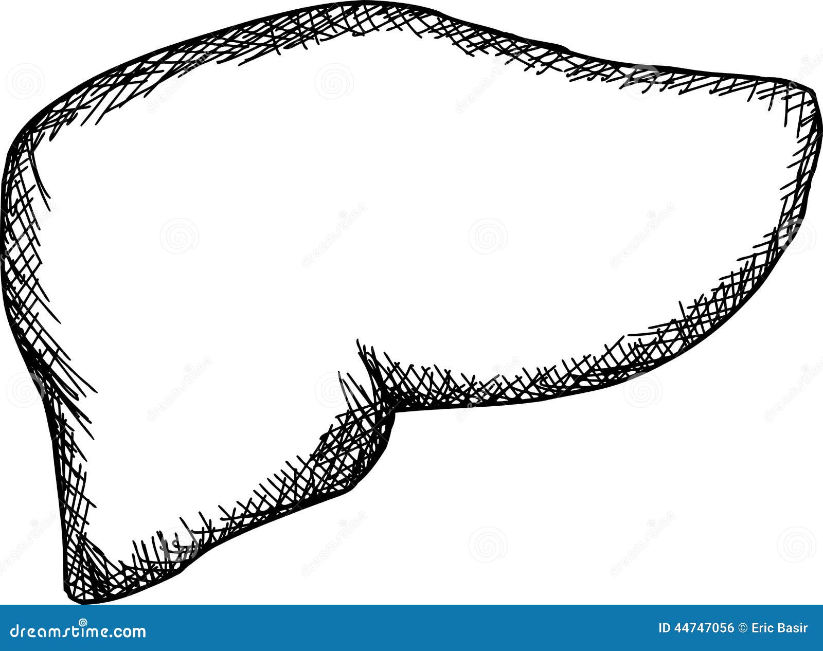 Human Liver Outline stock vector. Illustration of organ - 44747056