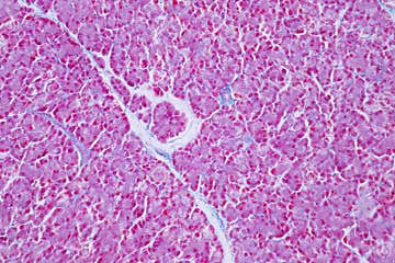 Human Liver Tissue Under Microscope View for Education Histology Stock ...