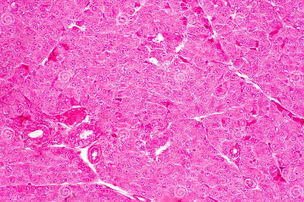Human Liver Tissue Under Microscope View for Education Histology Stock ...