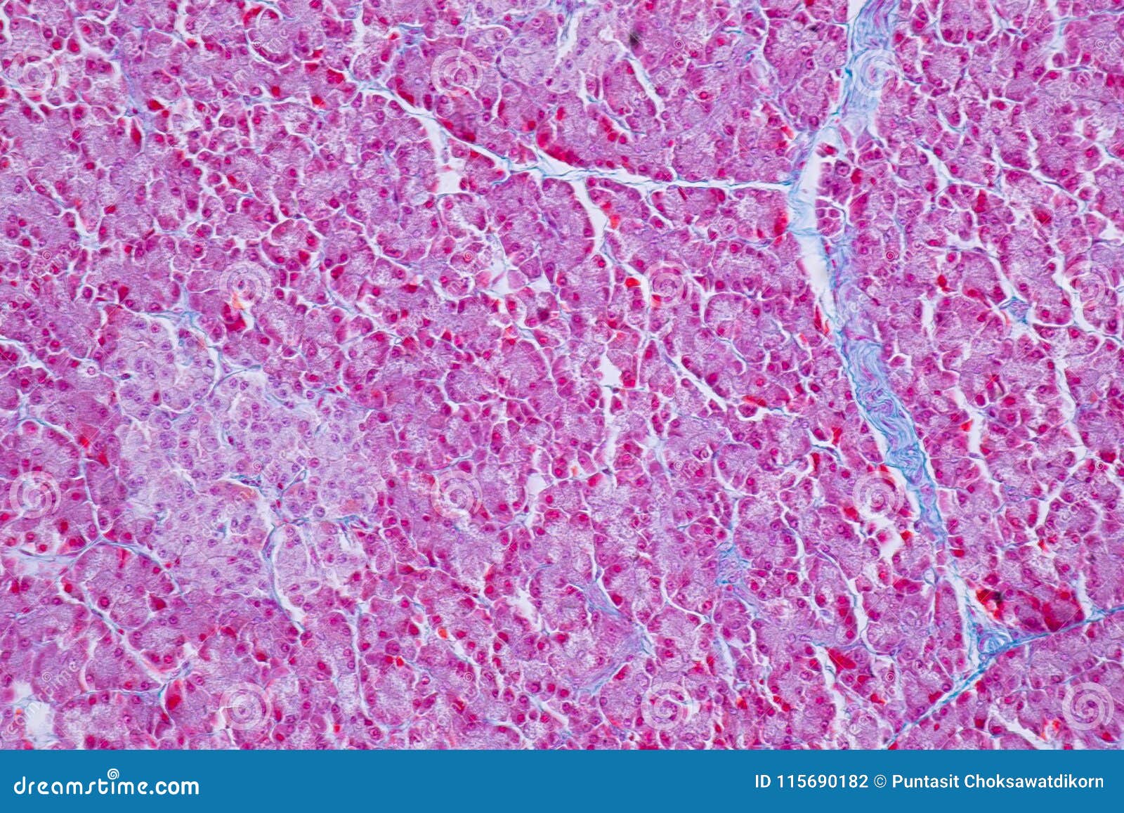 Human Liver Tissue Under Microscope View for Education Histology Stock ...