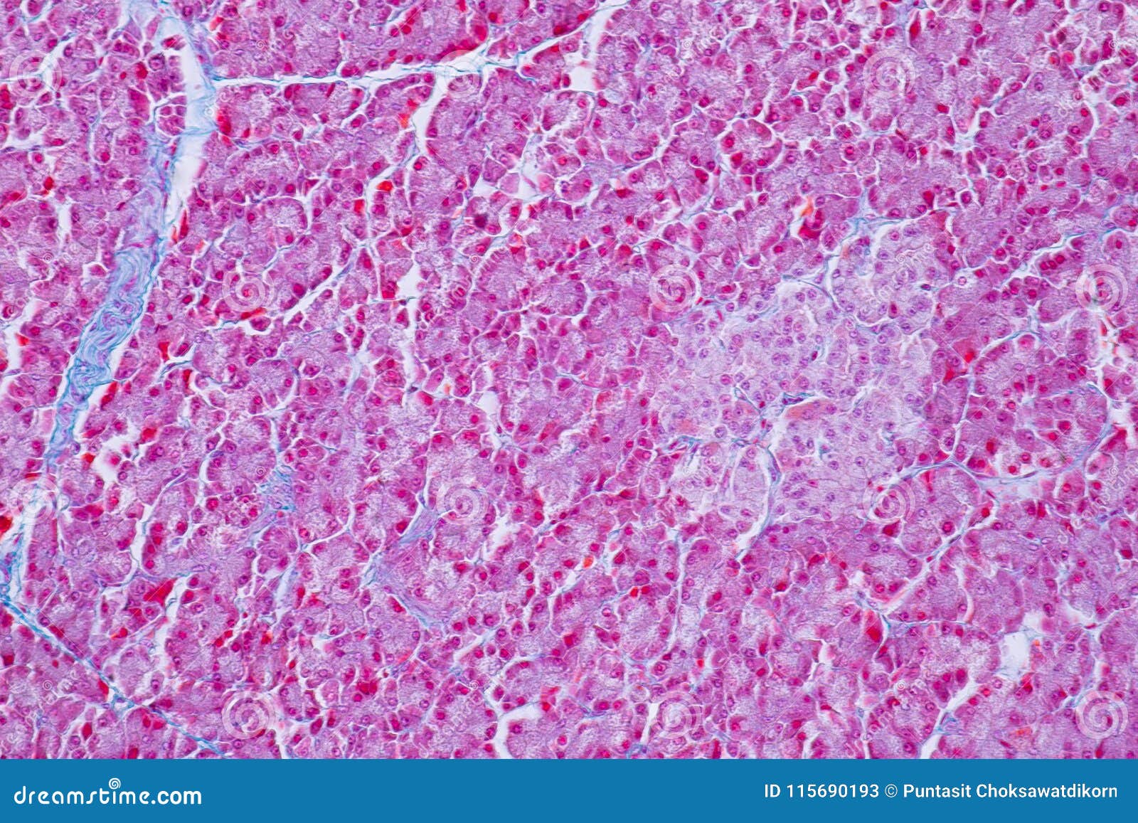 Human Liver Tissue Under Microscope View for Education Histology Stock ...