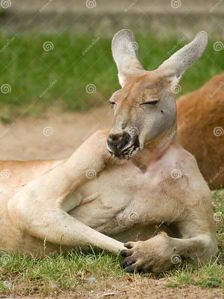 Human looking kangaroo stock image. Image of kangaroo - 6654467