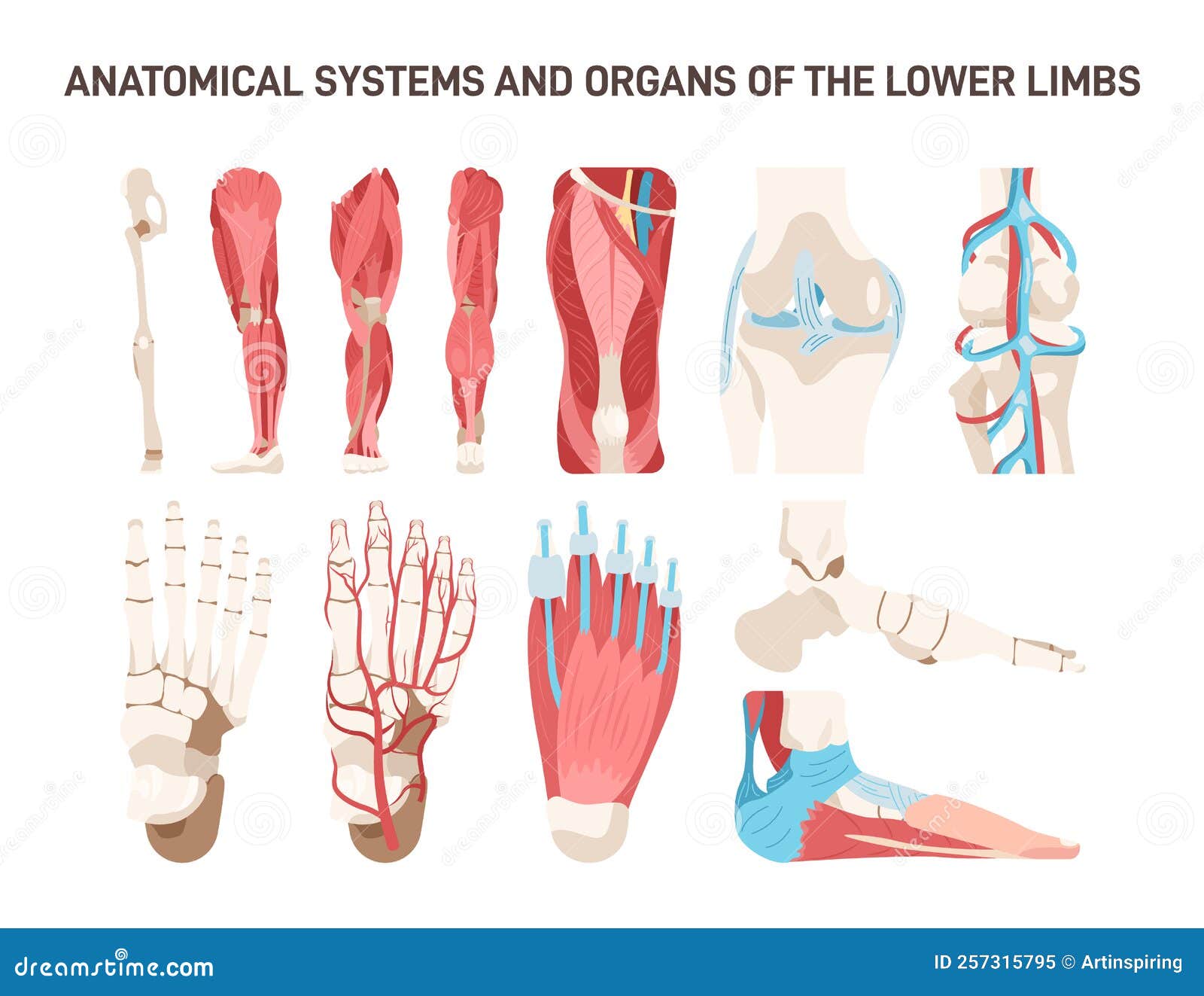 Human Lower Limbs Different Anatomical Systems Organs and Structures ...