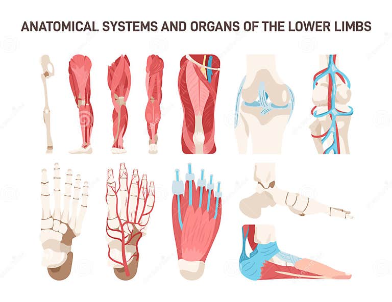 Human Lower Limbs Different Anatomical Systems Organs and Structures ...