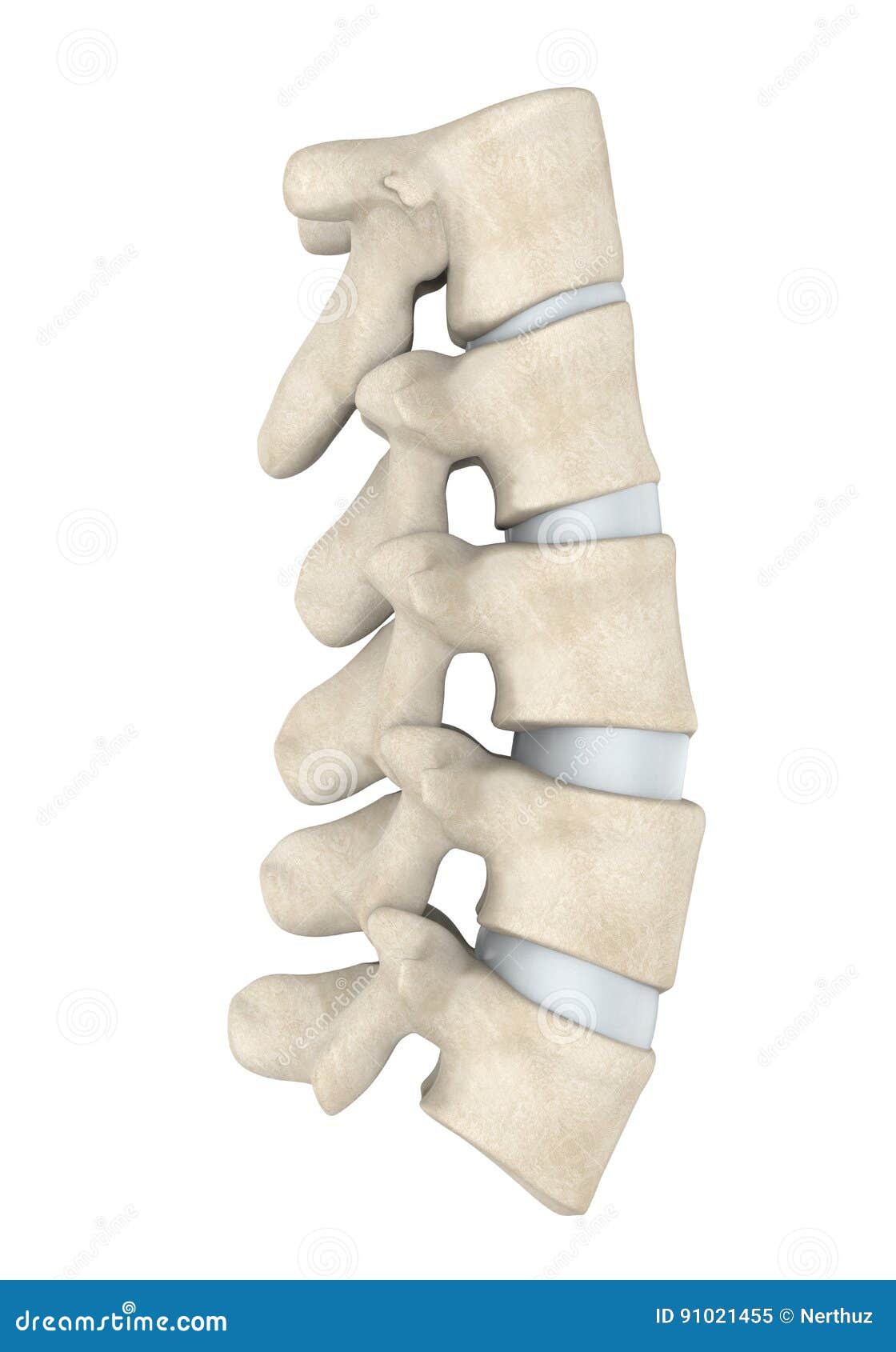 Human Lumbar Spine Anatomy Isolated Stock Illustration - Illustration ...