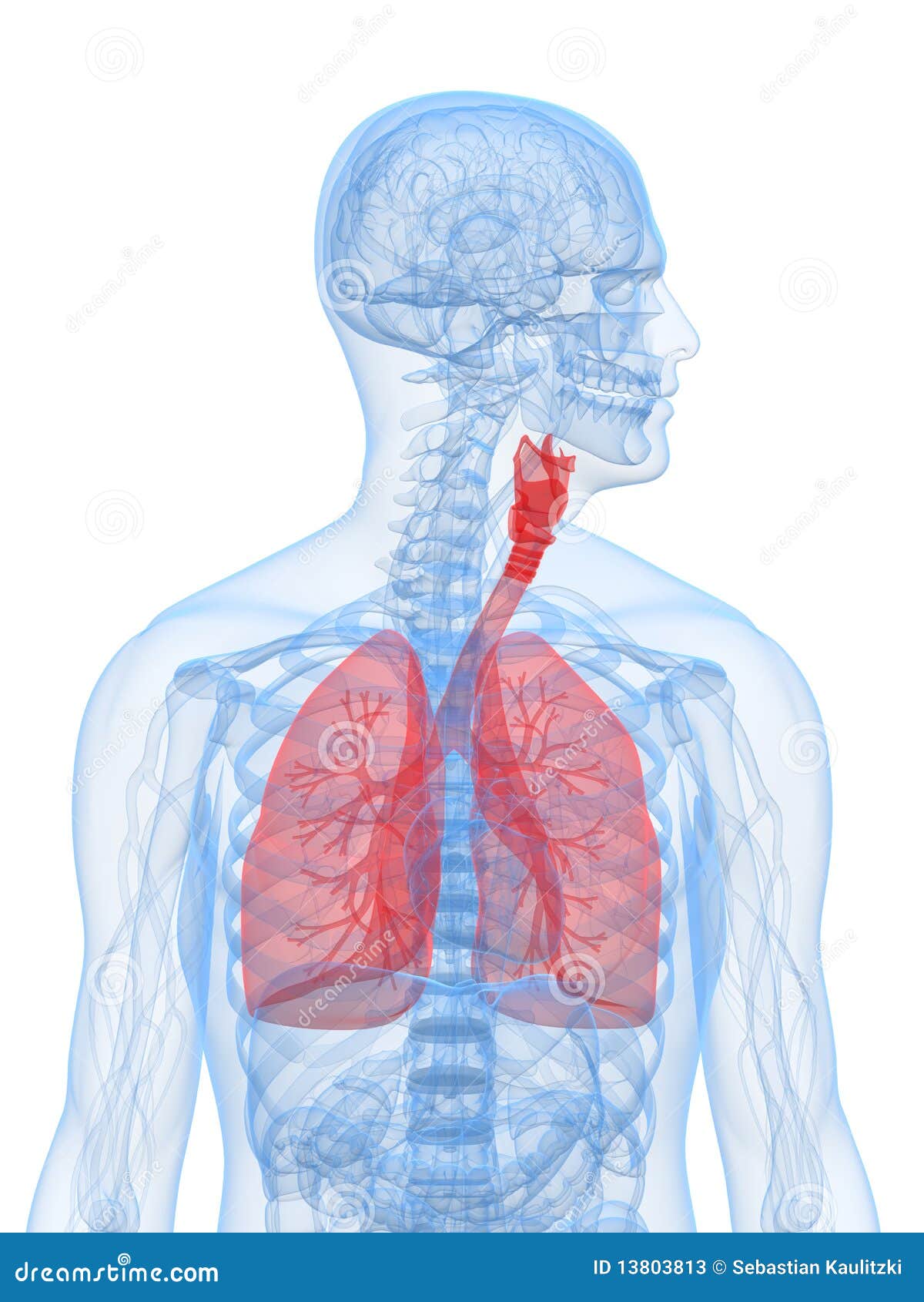 Human lung stock illustration. Illustration of male, vitals - 13803813