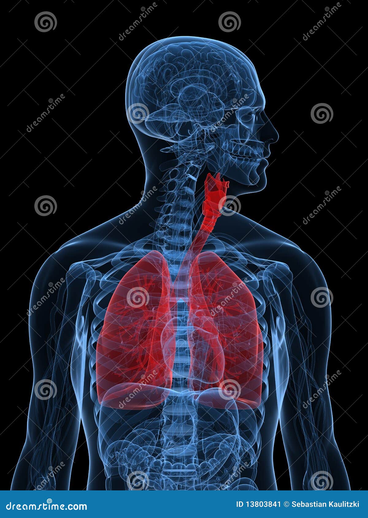 Human Lung Anatomy Diagram Vector Illustration | CartoonDealer.com ...