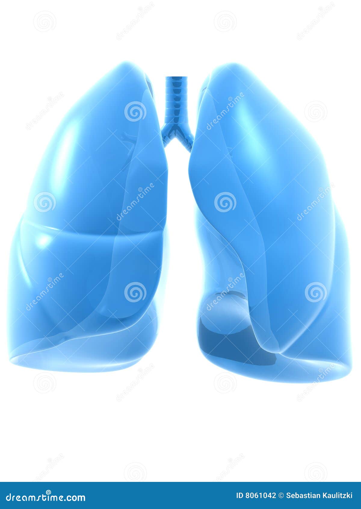 Human Lung Anatomy Diagram. Illness Respiratory Cancer Royalty-Free ...