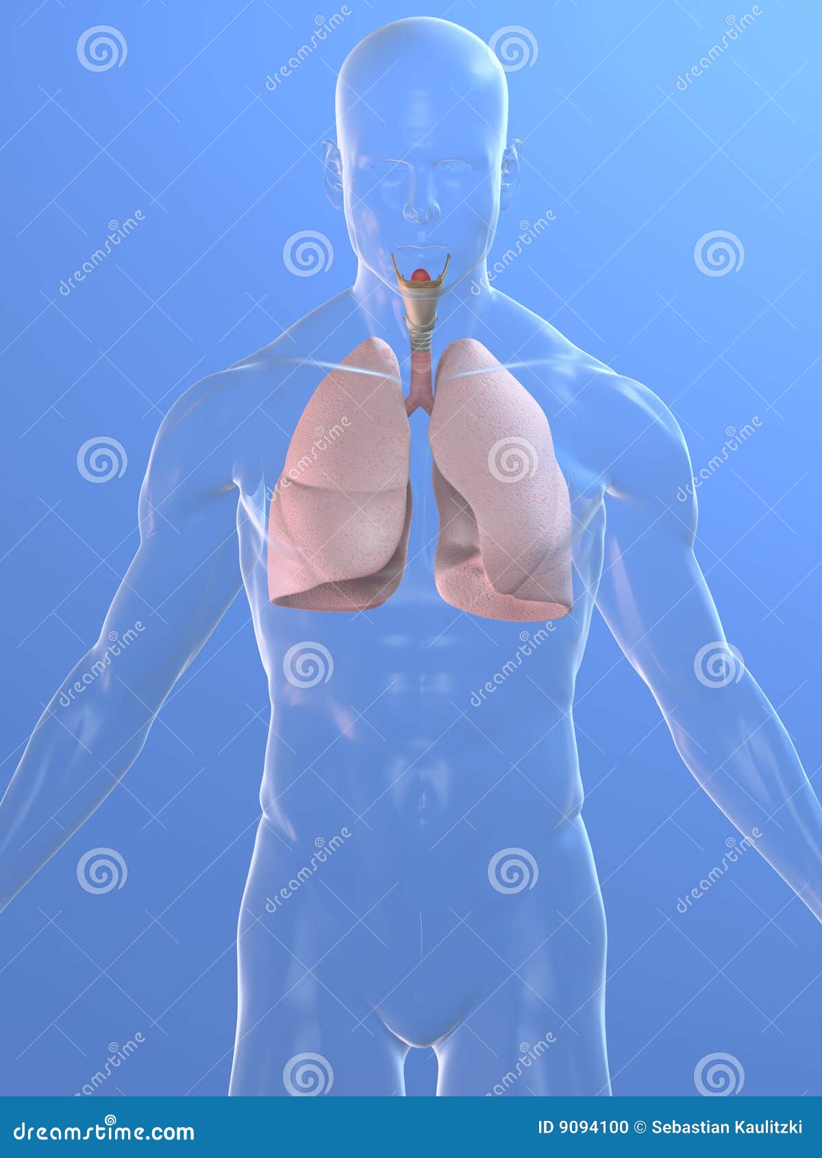 Human lung stock illustration. Illustration of anatomy - 9094100