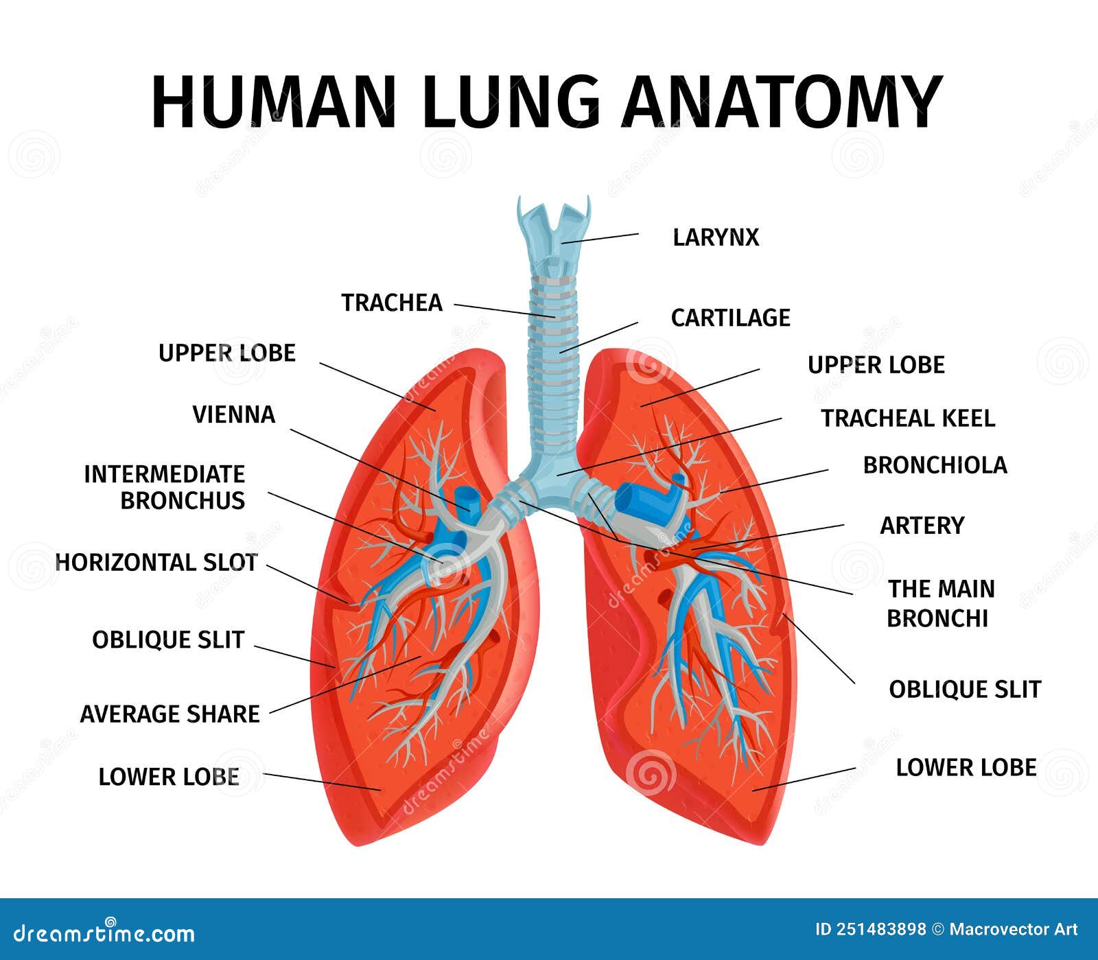 Human Lung Anatomy Diagram stock vector. Illustration of poster - 251483898