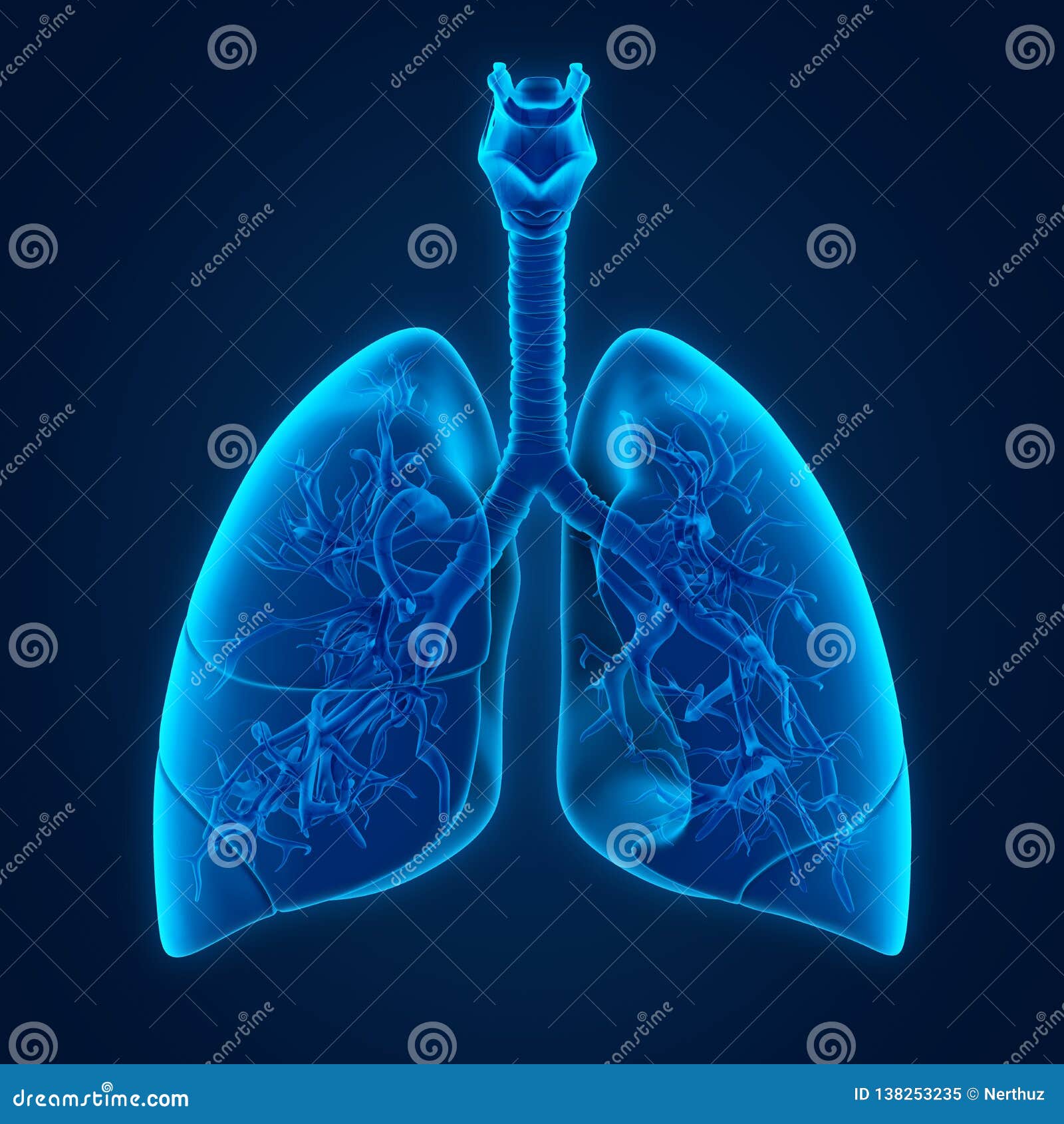 Human Lung Anatomy stock illustration. Illustration of human - 138253235
