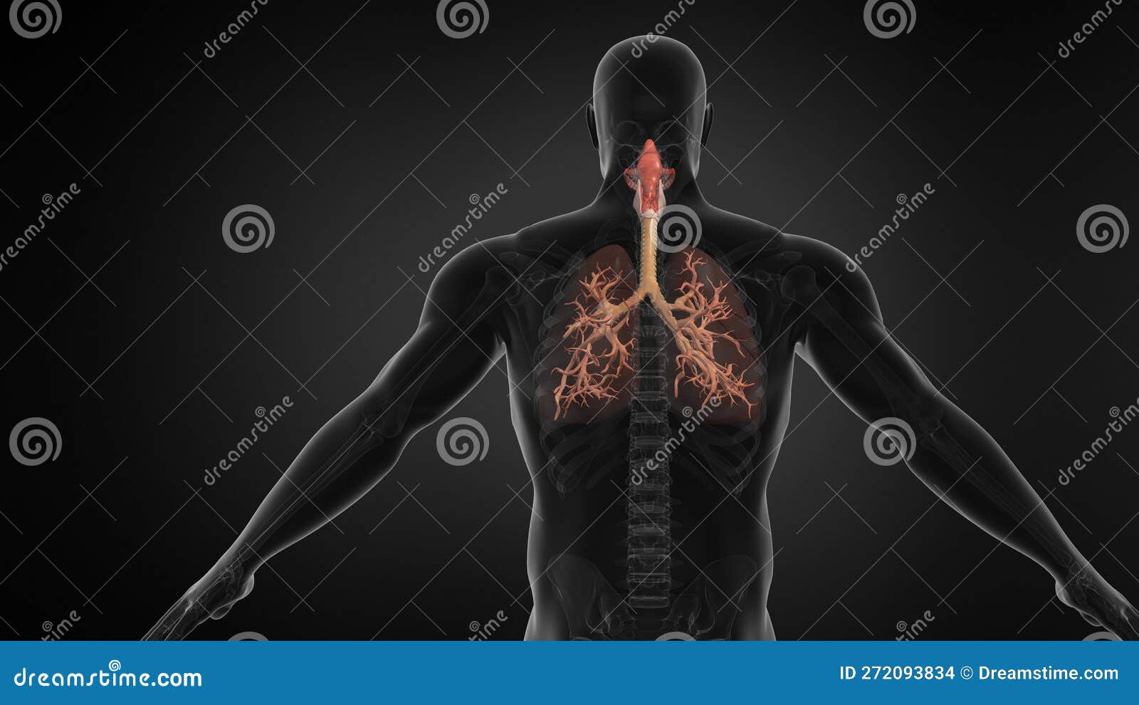 Human Lung Respiratory System with Trachea Stock Illustration ...