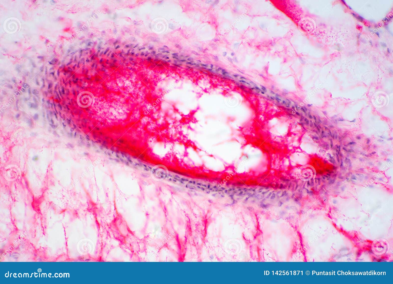 Human Lung Tissue Under Microscope View Stock Image - Image of ...