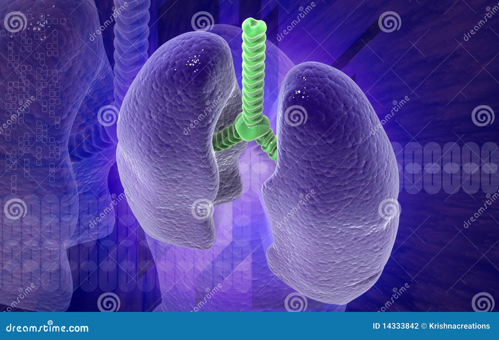 Human Lungs Anatomy And Histology Stock Illustration | CartoonDealer ...