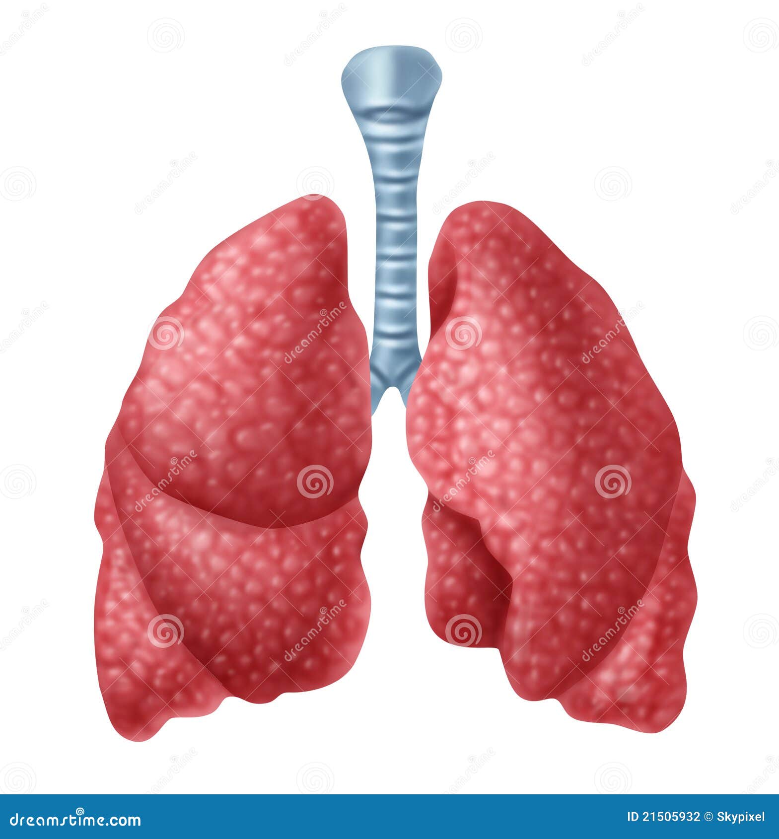Human Lungs With Circulatory System Posterior View Stock Photography ...