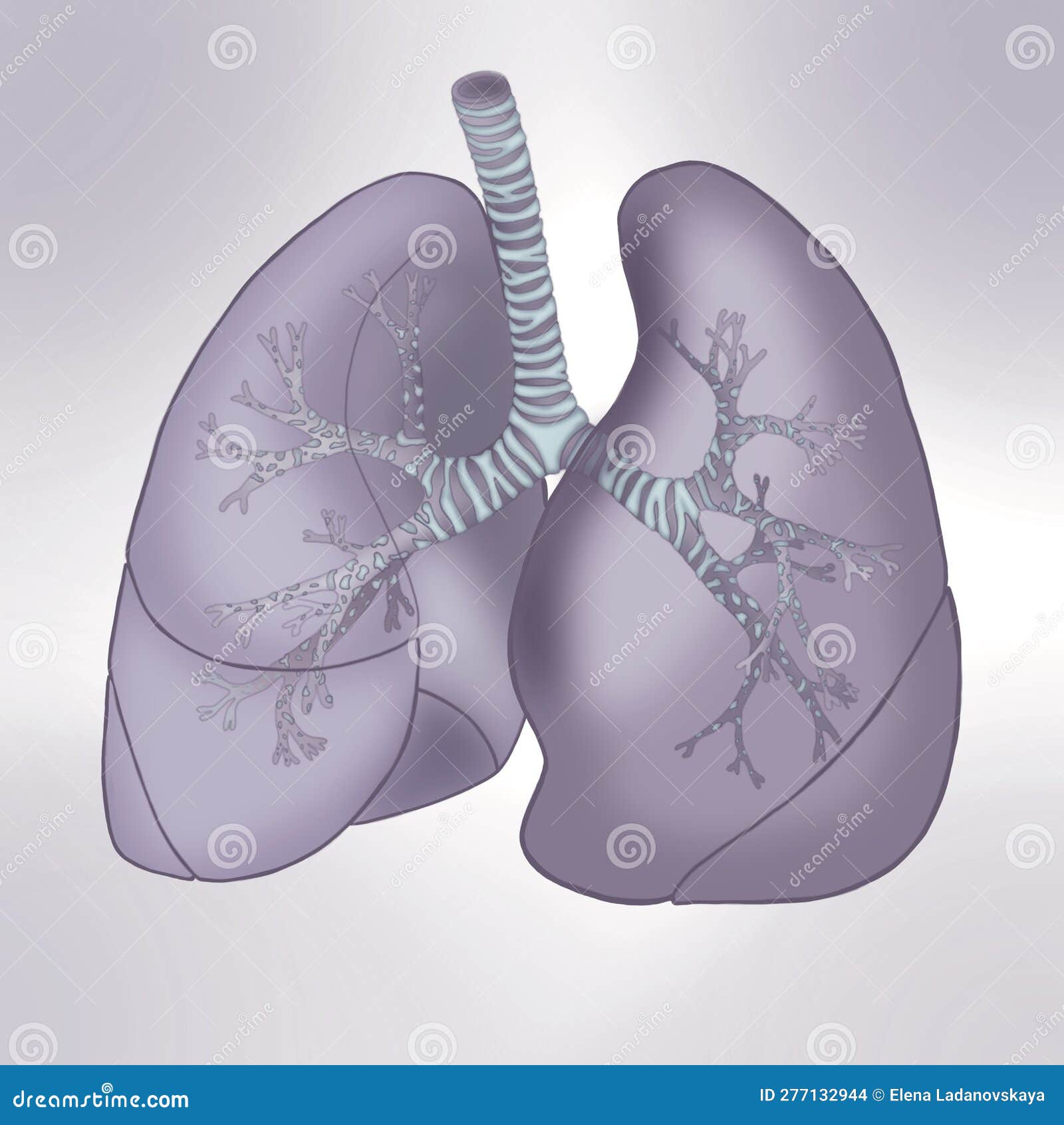 Anatomy Of Bee Educational Labeled Body Structure Scheme Vector ...