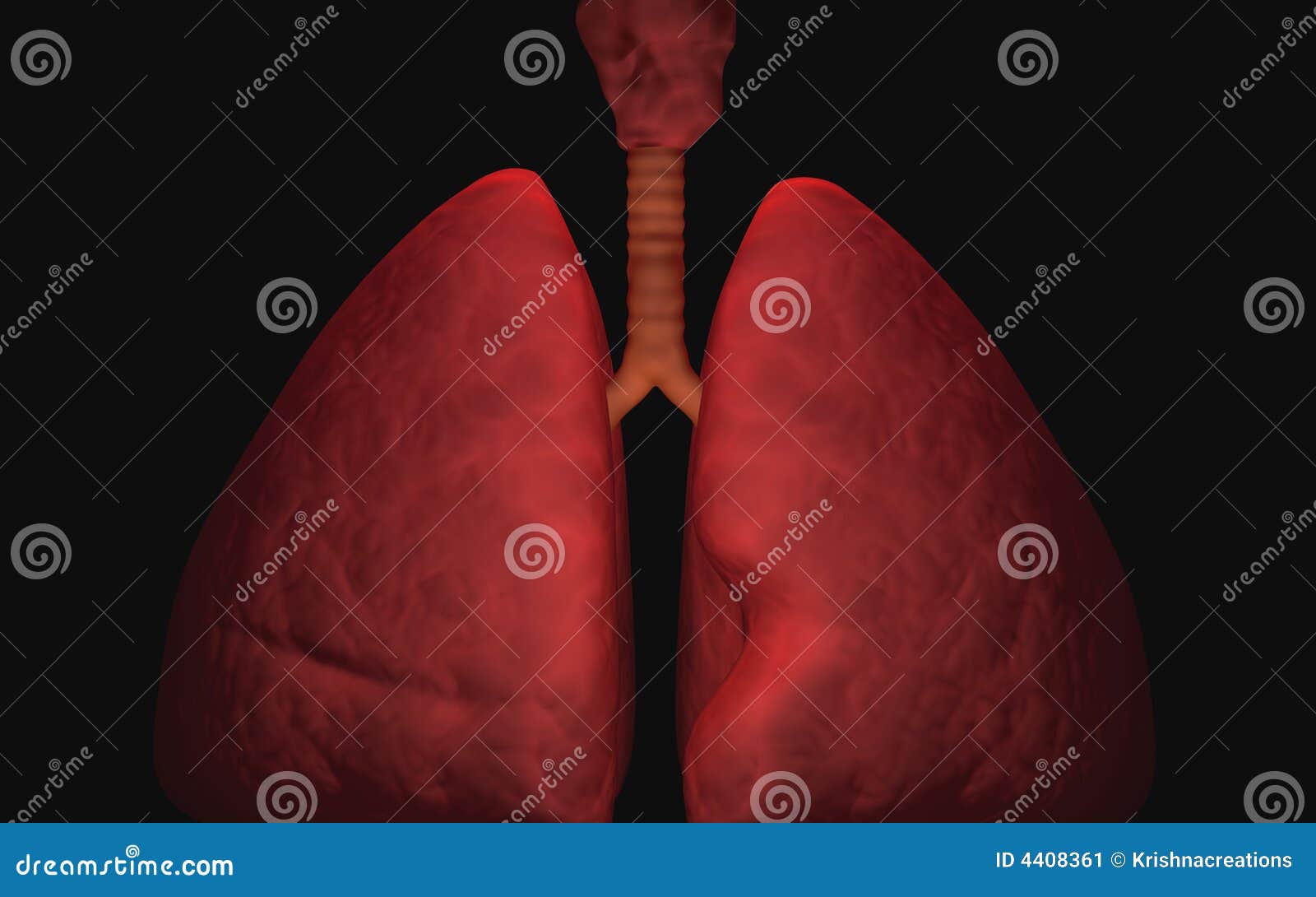 Human Lungs Anatomy And Histology Stock Illustration | CartoonDealer ...