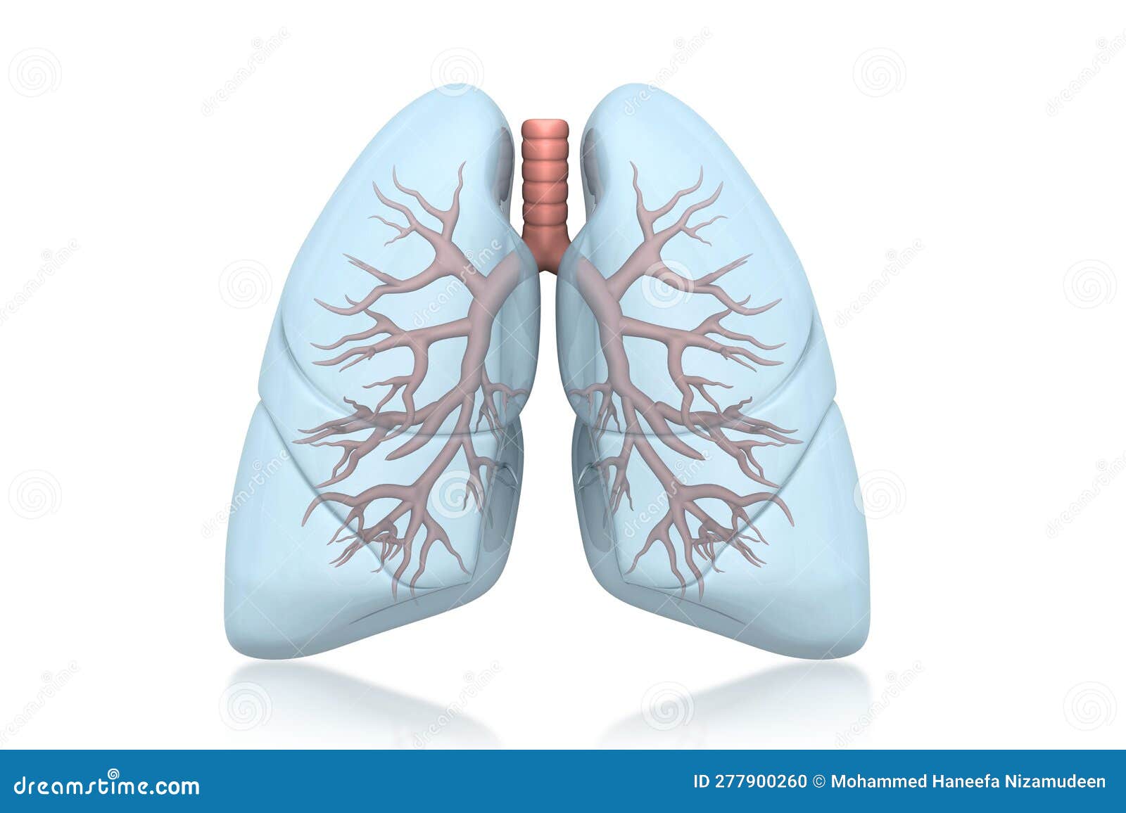 Human lungs anatomy stock illustration. Illustration of throat - 277900260