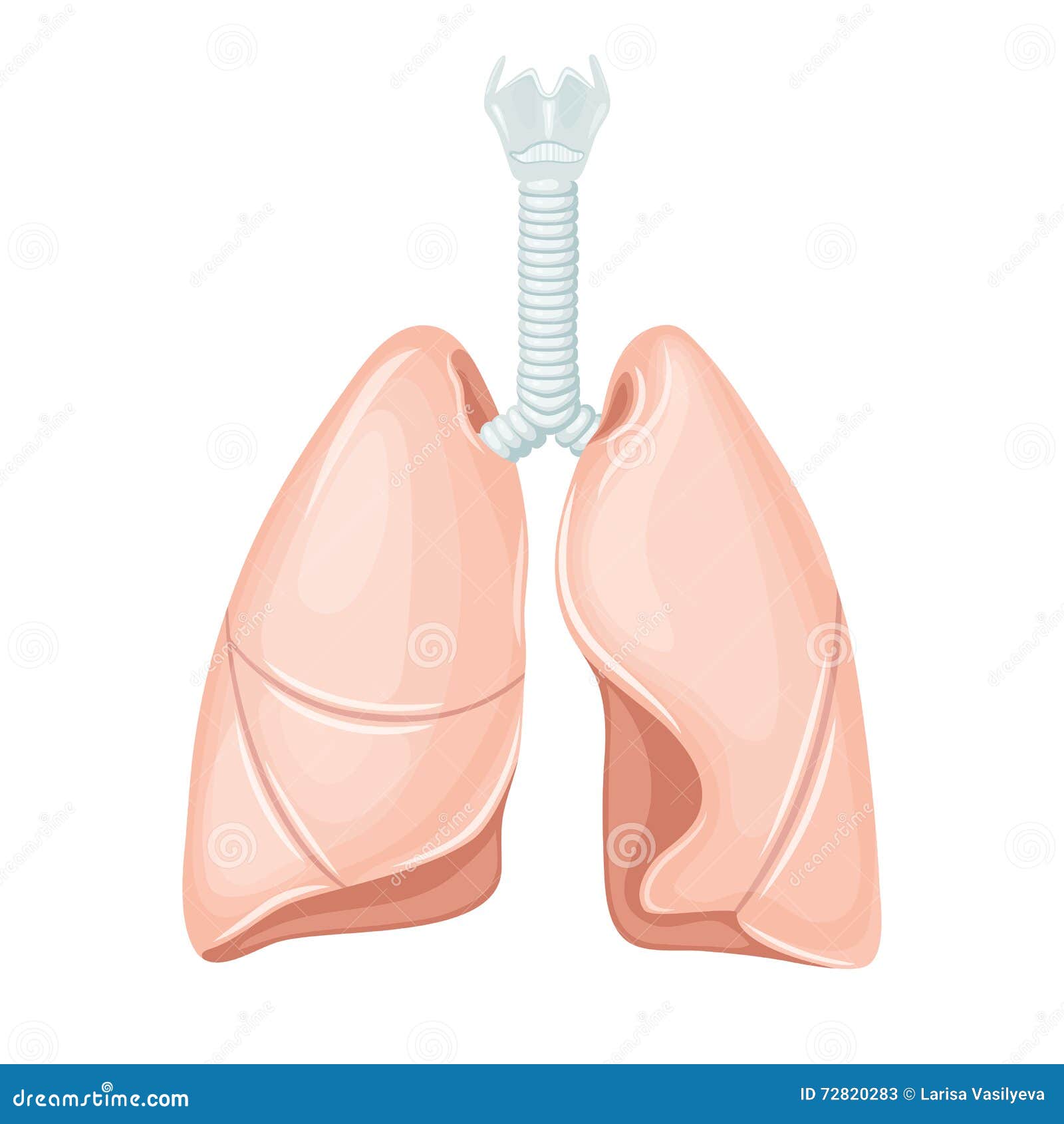 Lungs Anatomy Medical Vector Illustration Diagram Set With Lung Lobes ... Lungs Anatomy Medical Vector Illustration Diagram Set With Lung Lobes ...