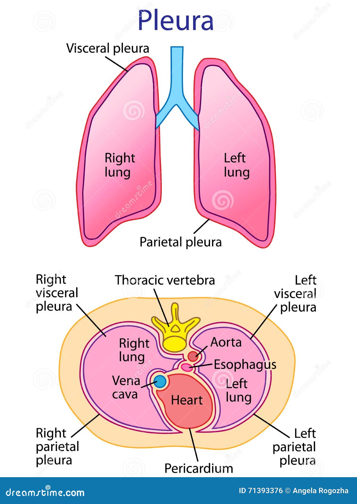 Human lungs anatomy vector stock vector. Illustration of pleura - 71393376