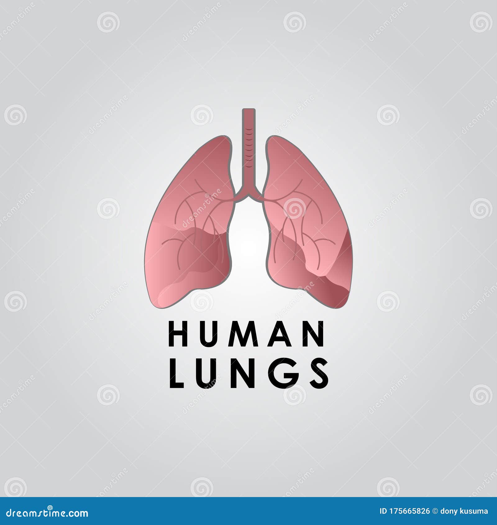 Human Lungs Art Vector Illustration. Medicine Design Background Stock ...
