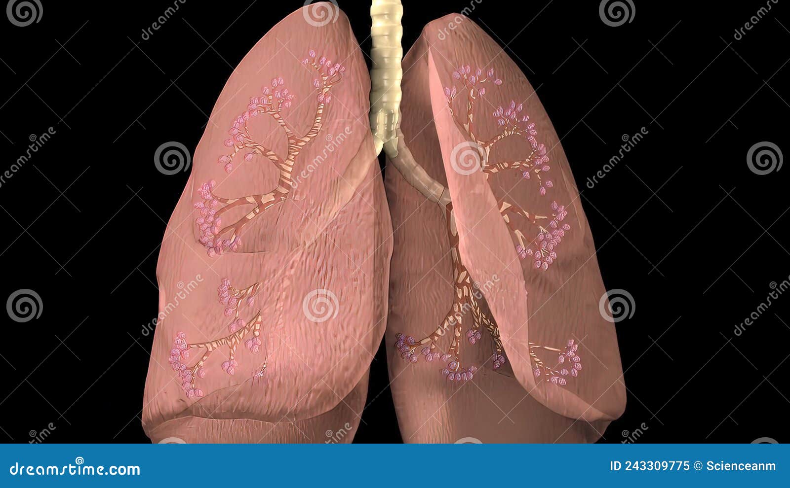 Human Lungs with Bronchi of Mesh of Model. Looping Motion Animated ...