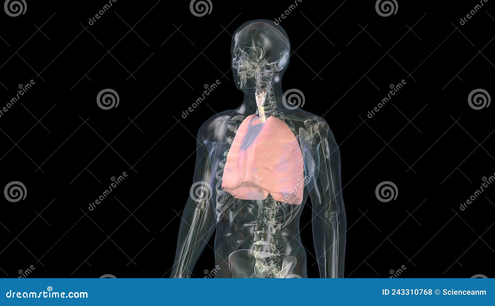 Human Lungs with Bronchi of Mesh of Model. Looping Motion Animated ...