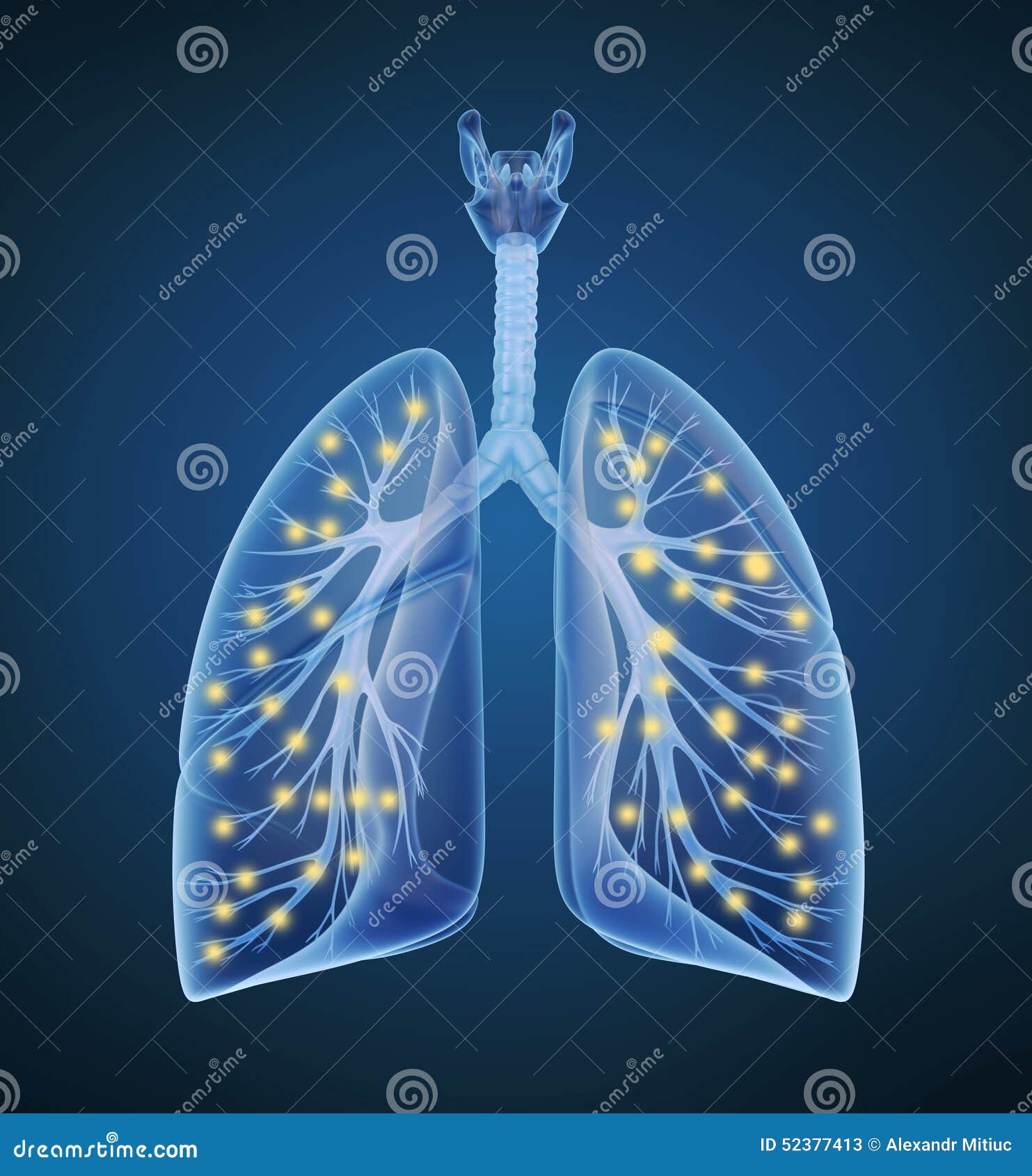 Human Lungs and Bronchi and Oxygen in X-ray View Stock Illustration ...