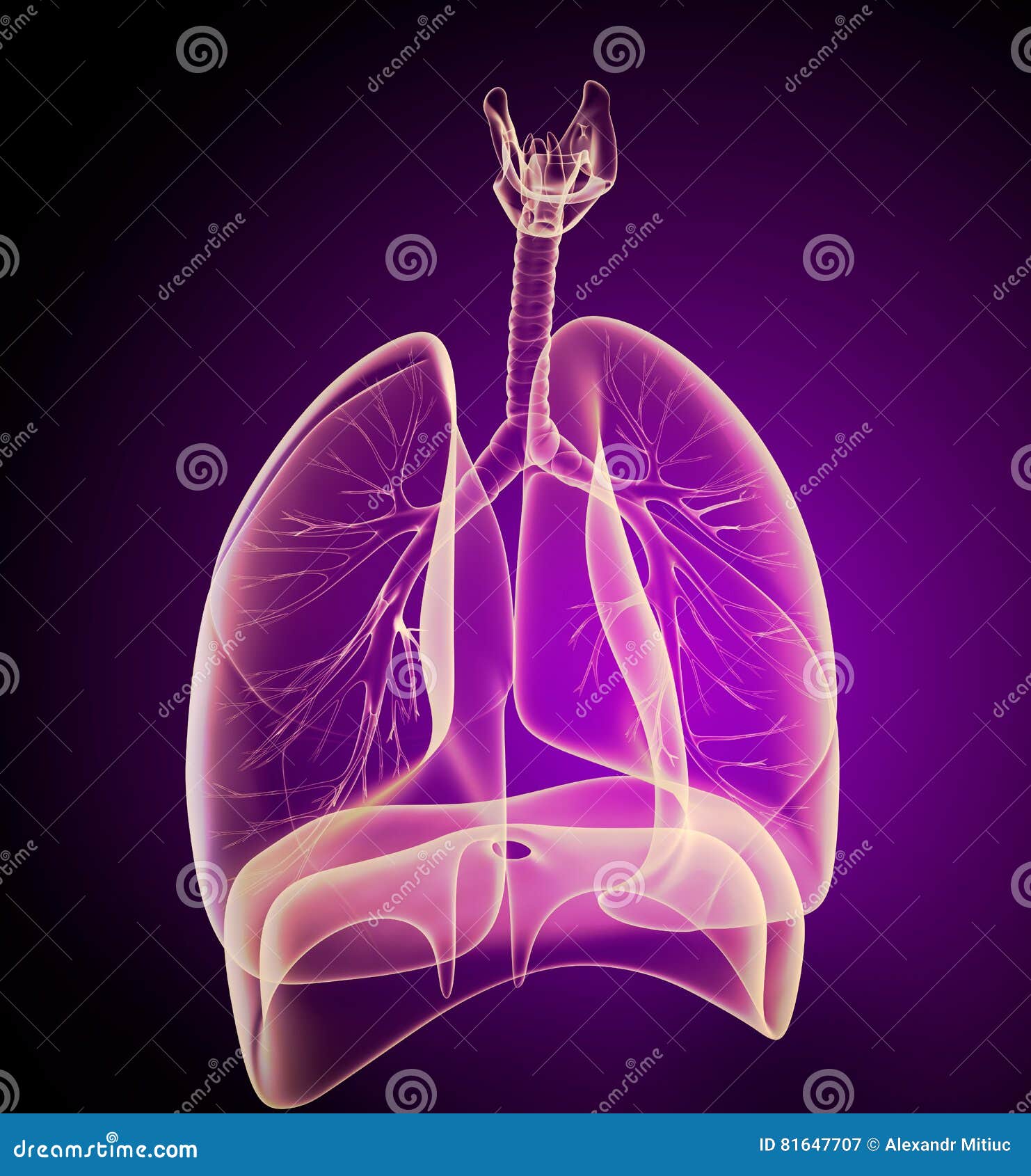 Human Lungs and Bronchi in X-ray View Stock Illustration - Illustration ...