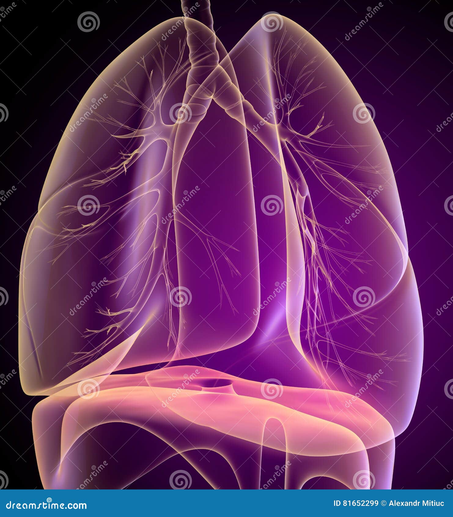 Human Lungs and Bronchi in X-ray View Stock Illustration - Illustration ...